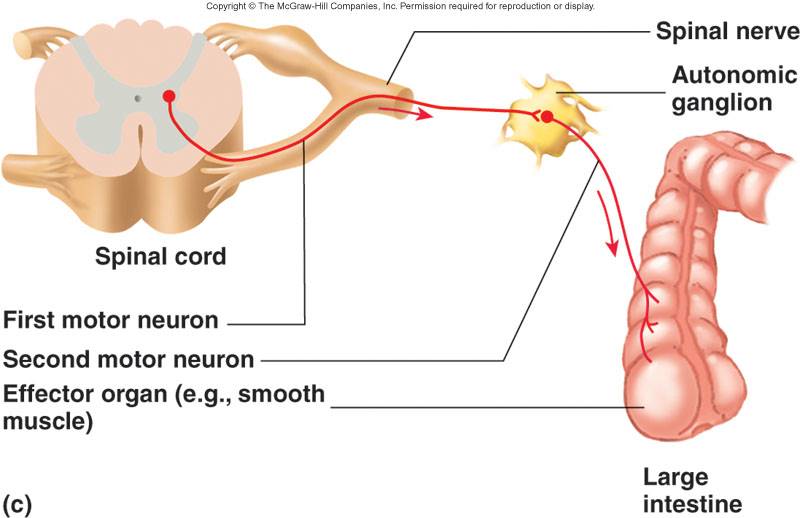 interneurons example