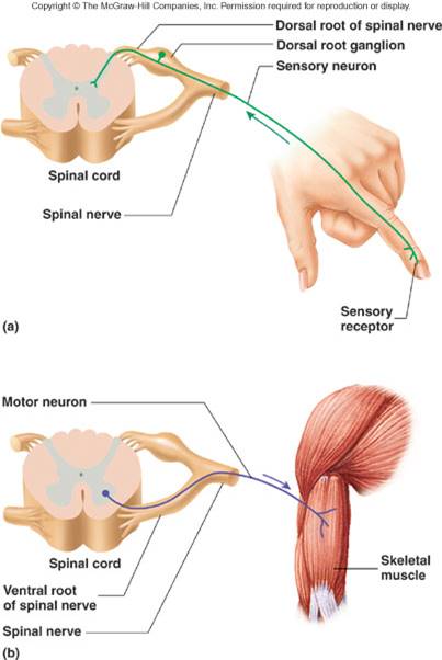 interneurons example