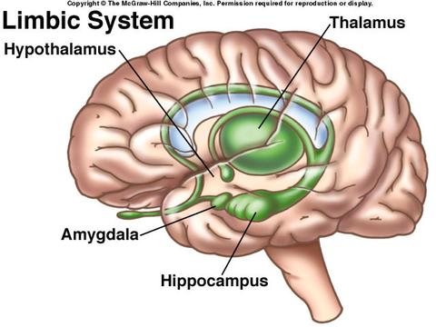 epithalamus function