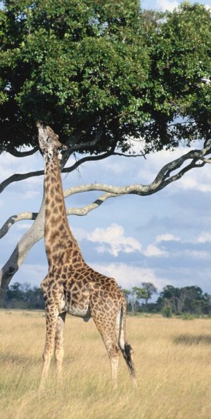 Module 3A: The Theory of Natural Selection