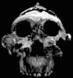Module 3A: The First Humans